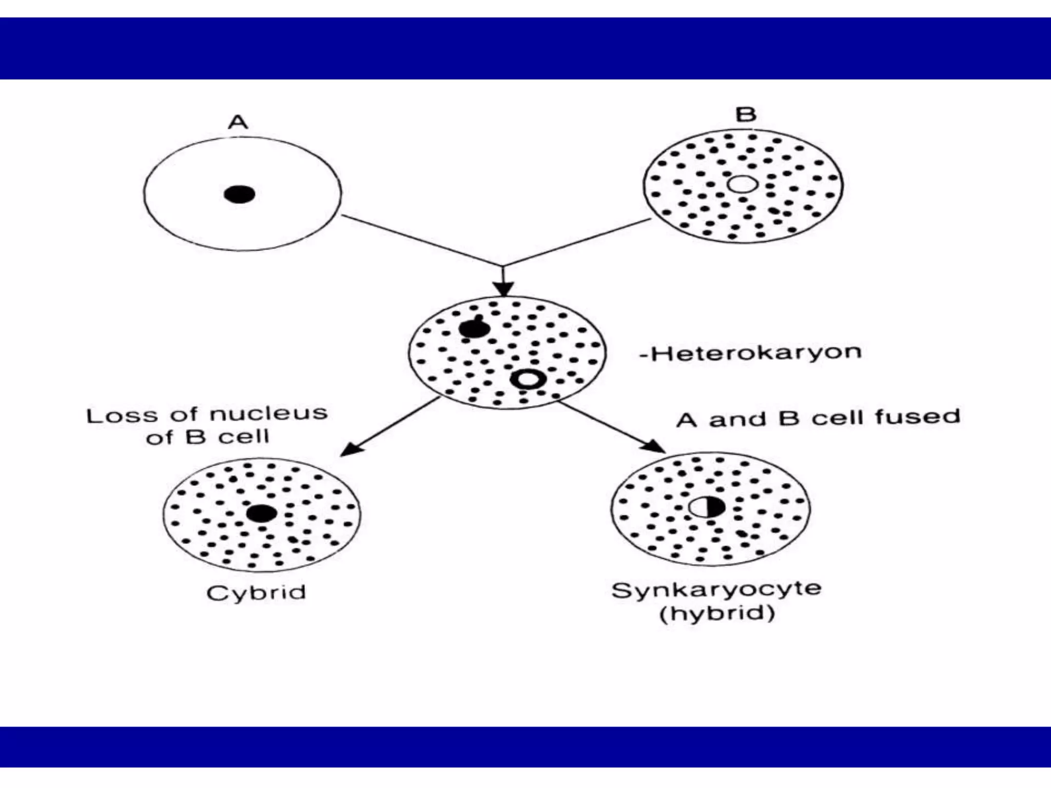 Protoplast fusion | PPTX