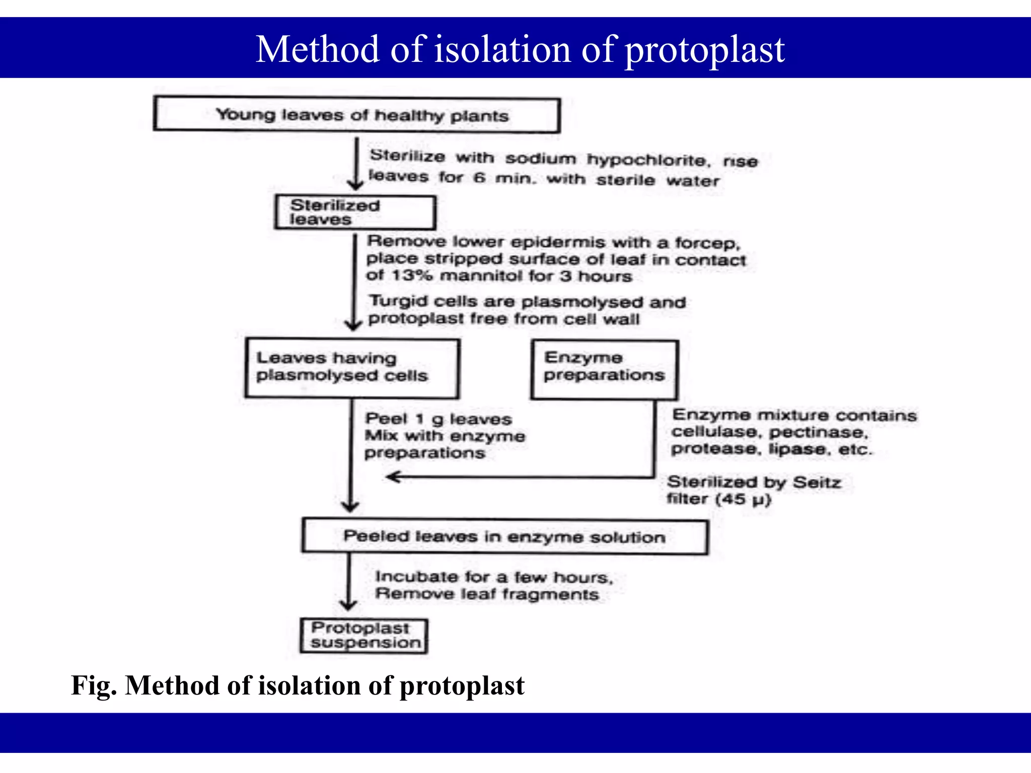 Protoplast fusion | PPTX