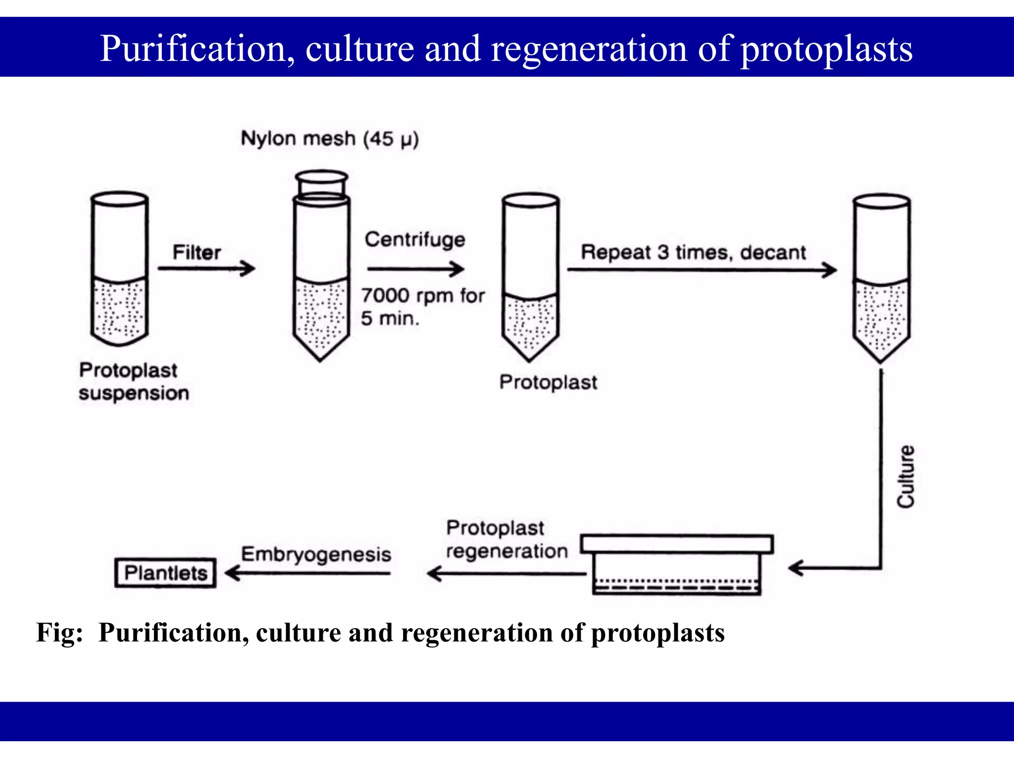 Protoplast fusion | PPTX