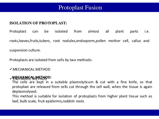 Protoplast fusion