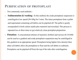 Protoplast fusion | PPTX