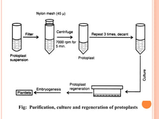 Protoplast fusion | PPTX