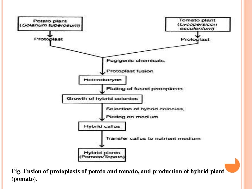 Protoplast fusion