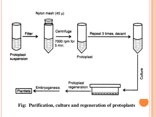 Protoplast fusion