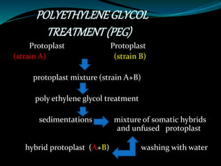 Protoplast fusion | PPTX