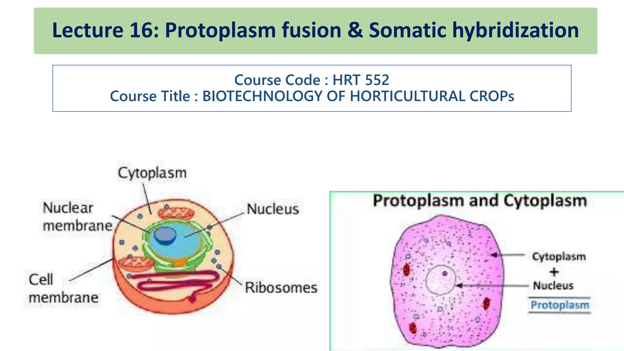 Protoplast fusion and somatic hybridization | PPTX