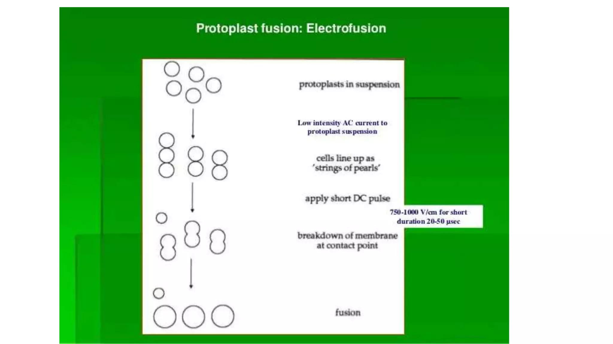 Protoplast fusion and somatic hybridization | PPTX