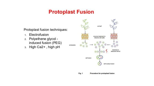 Protoplast fusion and somatic hybridization | PPT