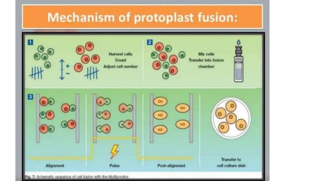 Protoplast fusion and somatic hybridization | PPT