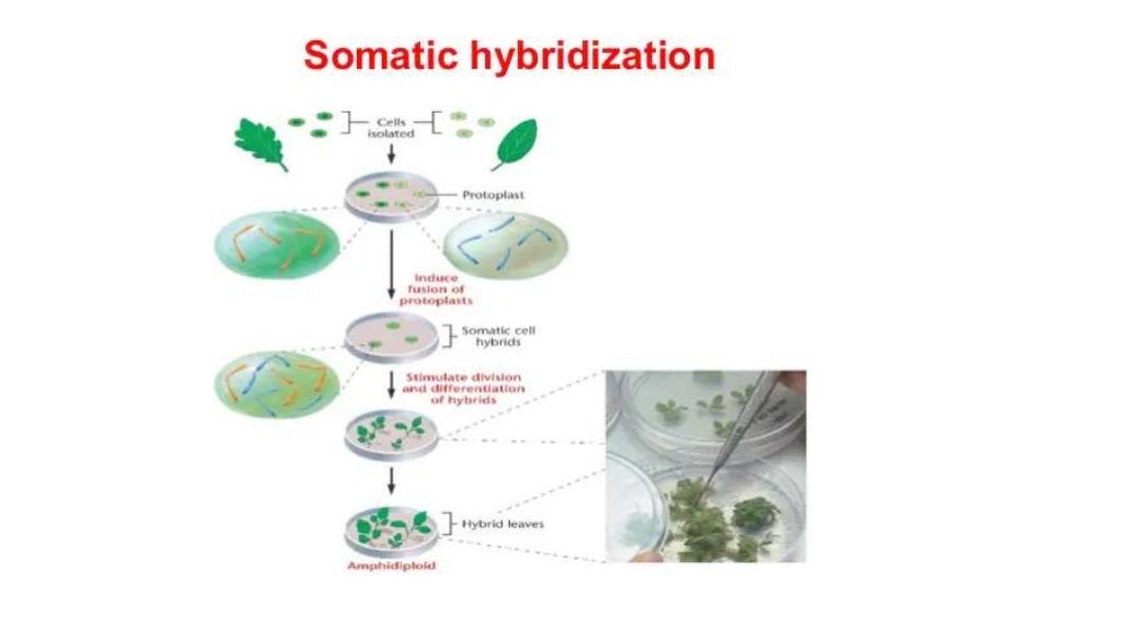 Protoplast fusion and somatic hybridization
