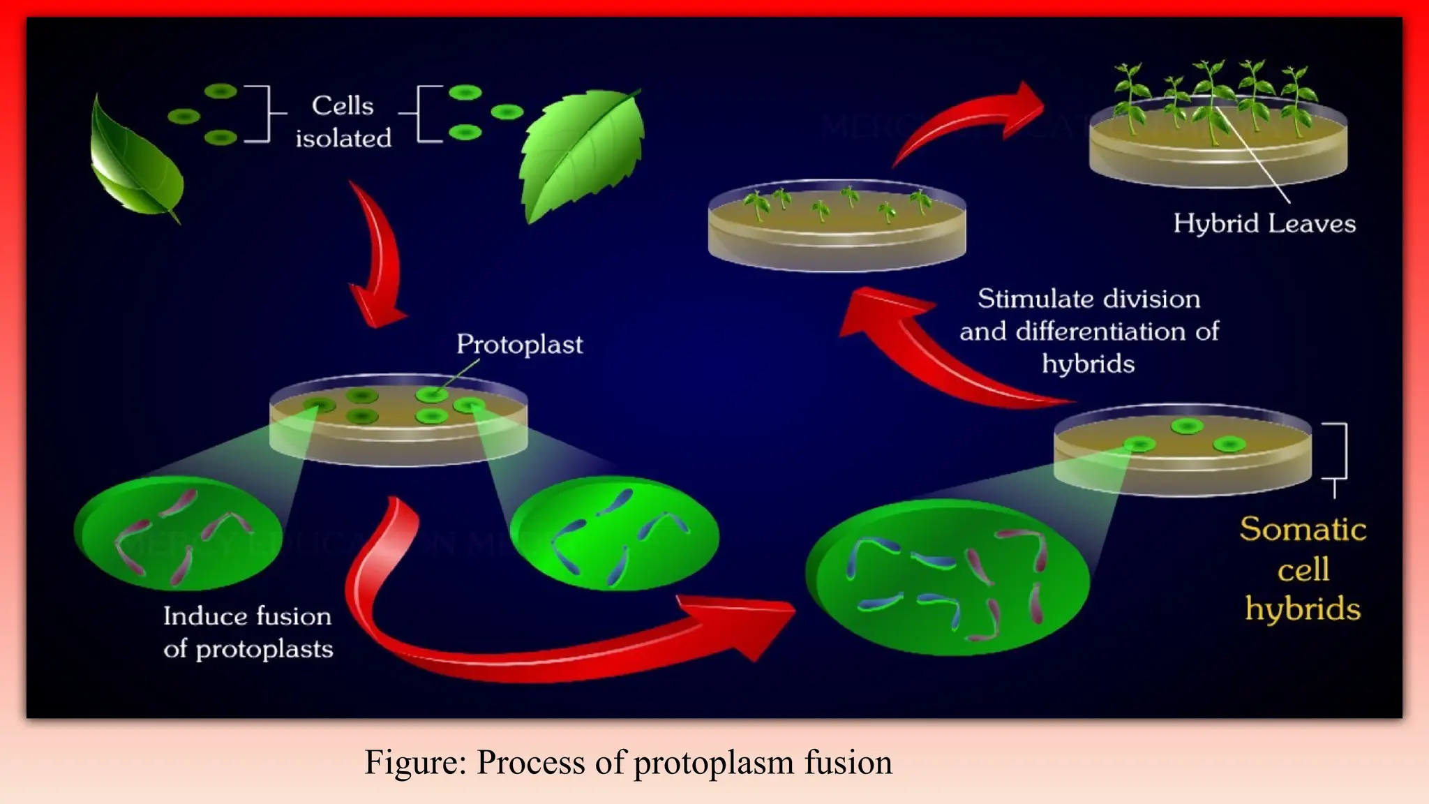 protoplast fusion protoplast culture and somaclonal variation.pptx