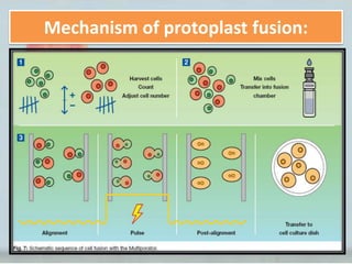 Protoplast fusion technology | PPTX