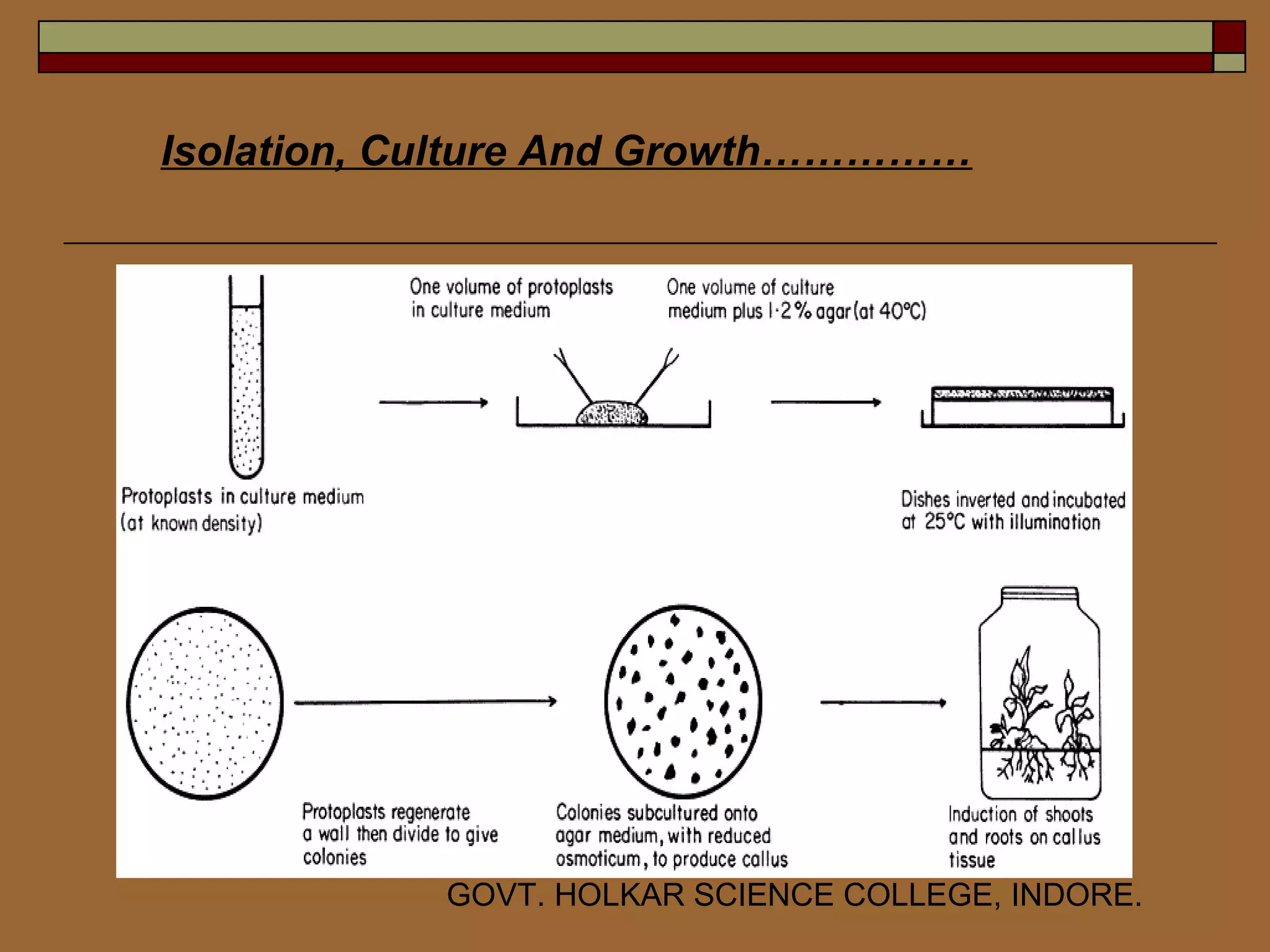 Protoplast isolation | PPT