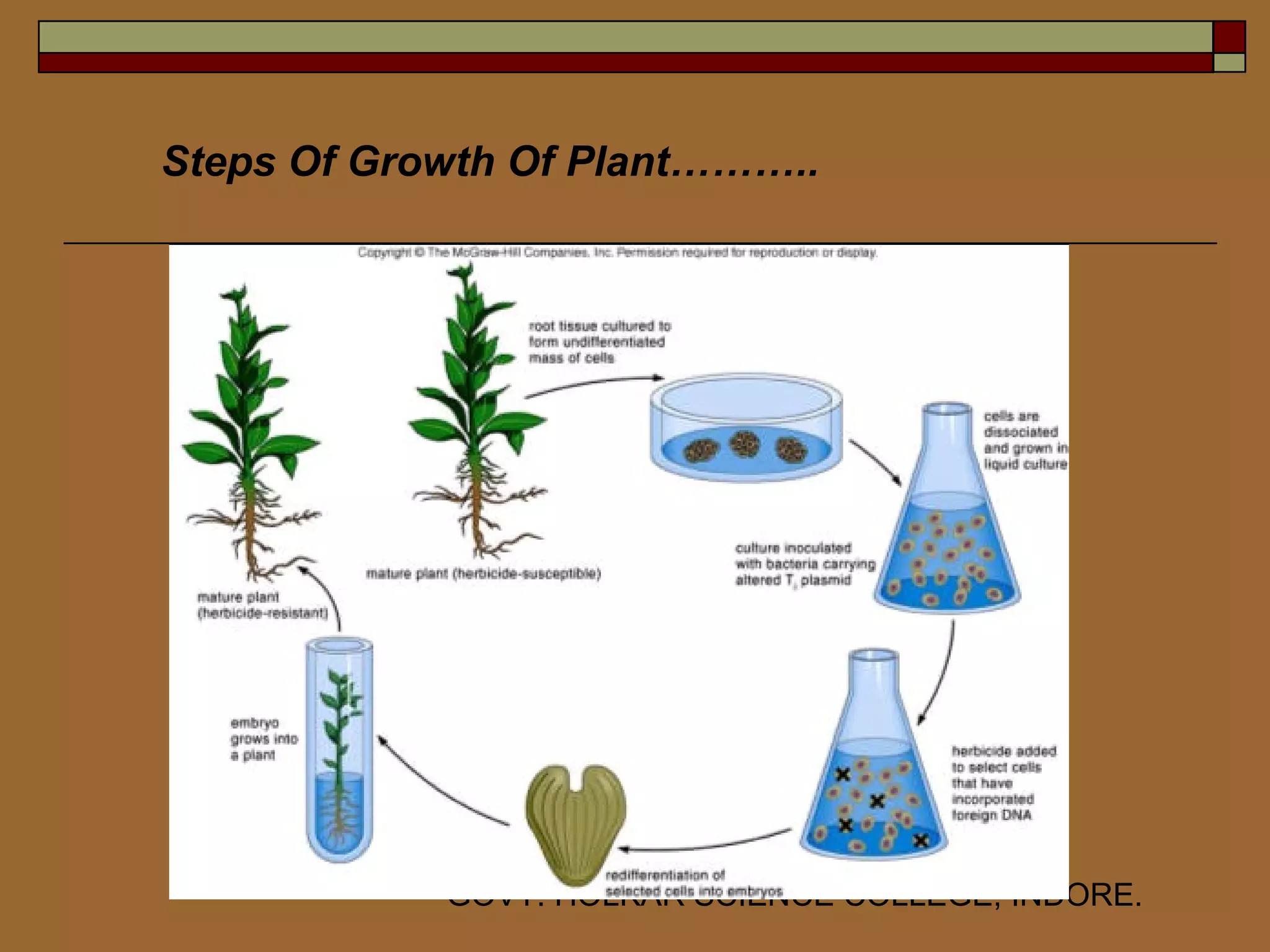 Protoplast isolation | PPT
