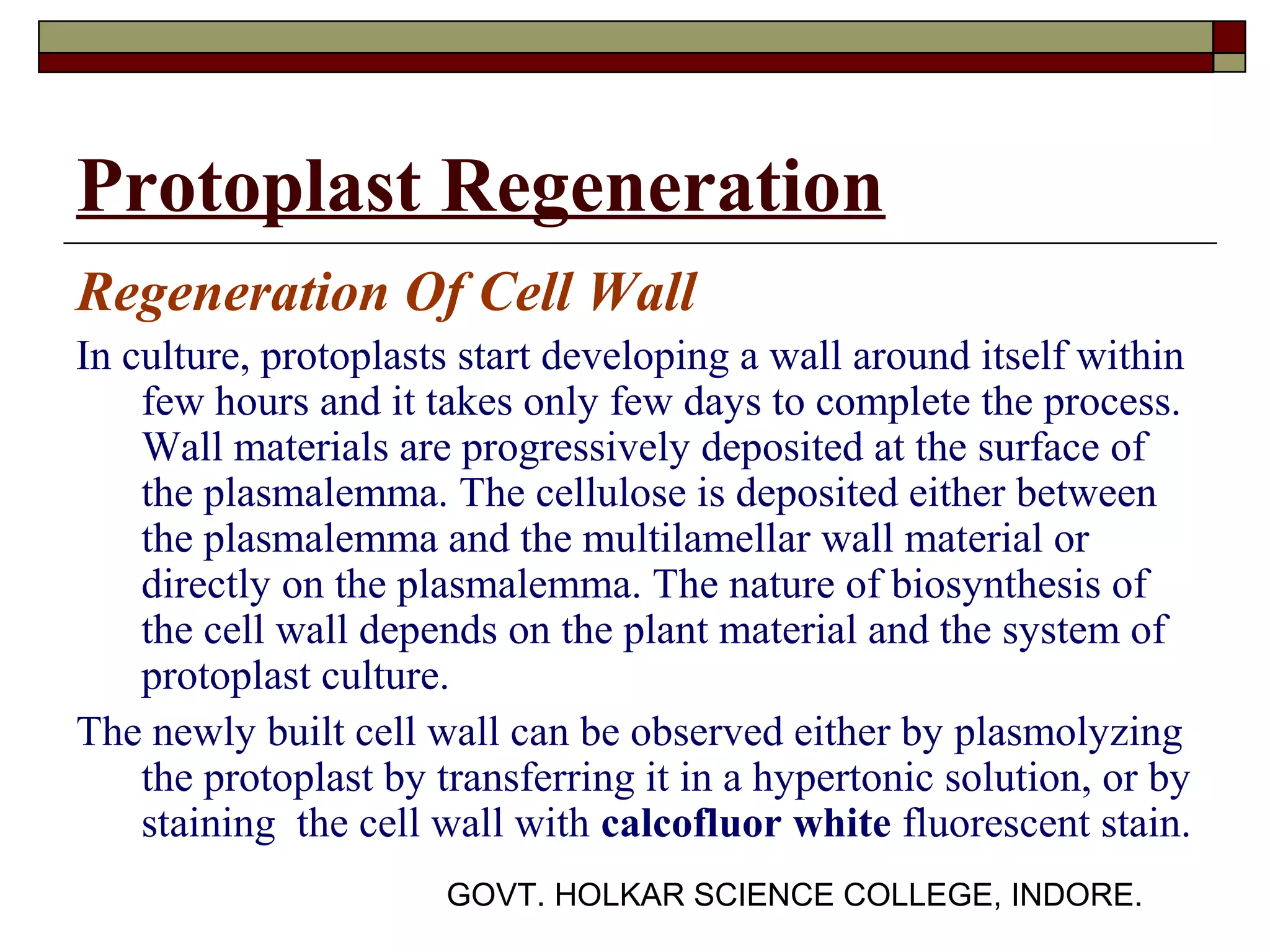 Protoplast isolation | PPT