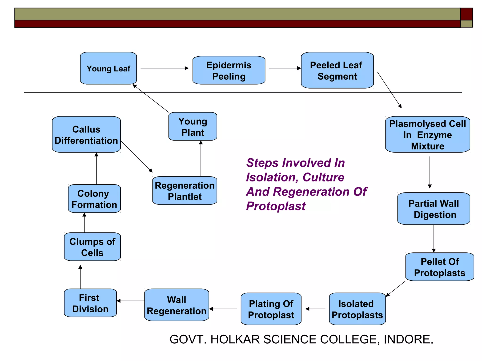 Protoplast isolation | PPT