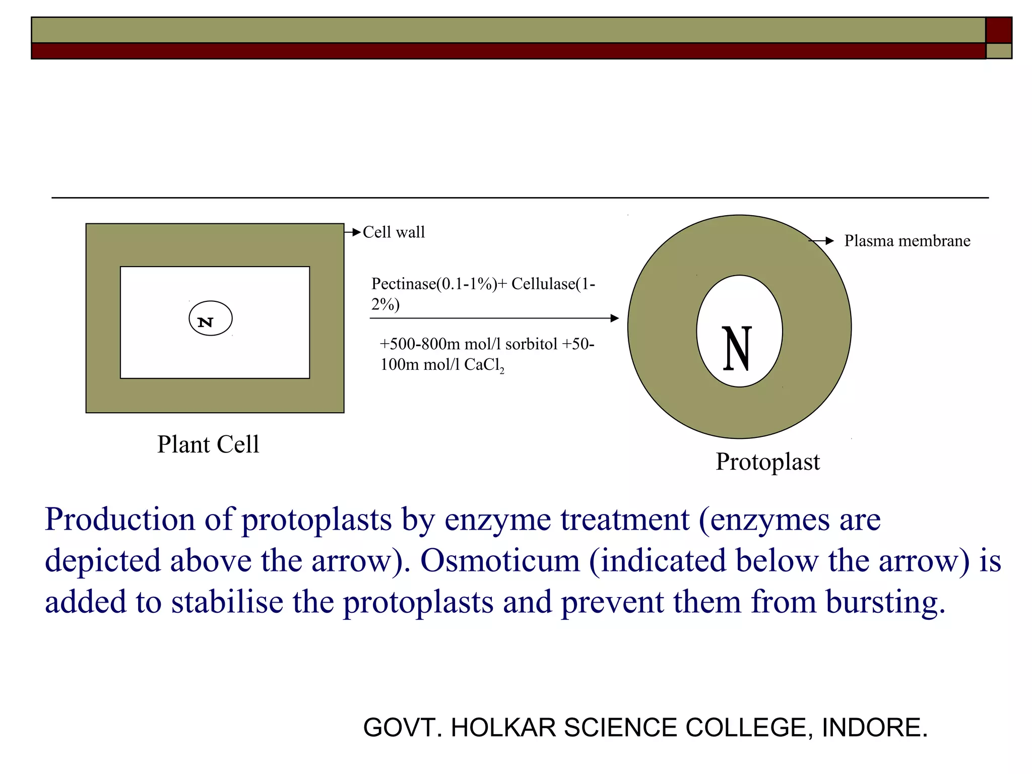 Protoplast isolation | PPT