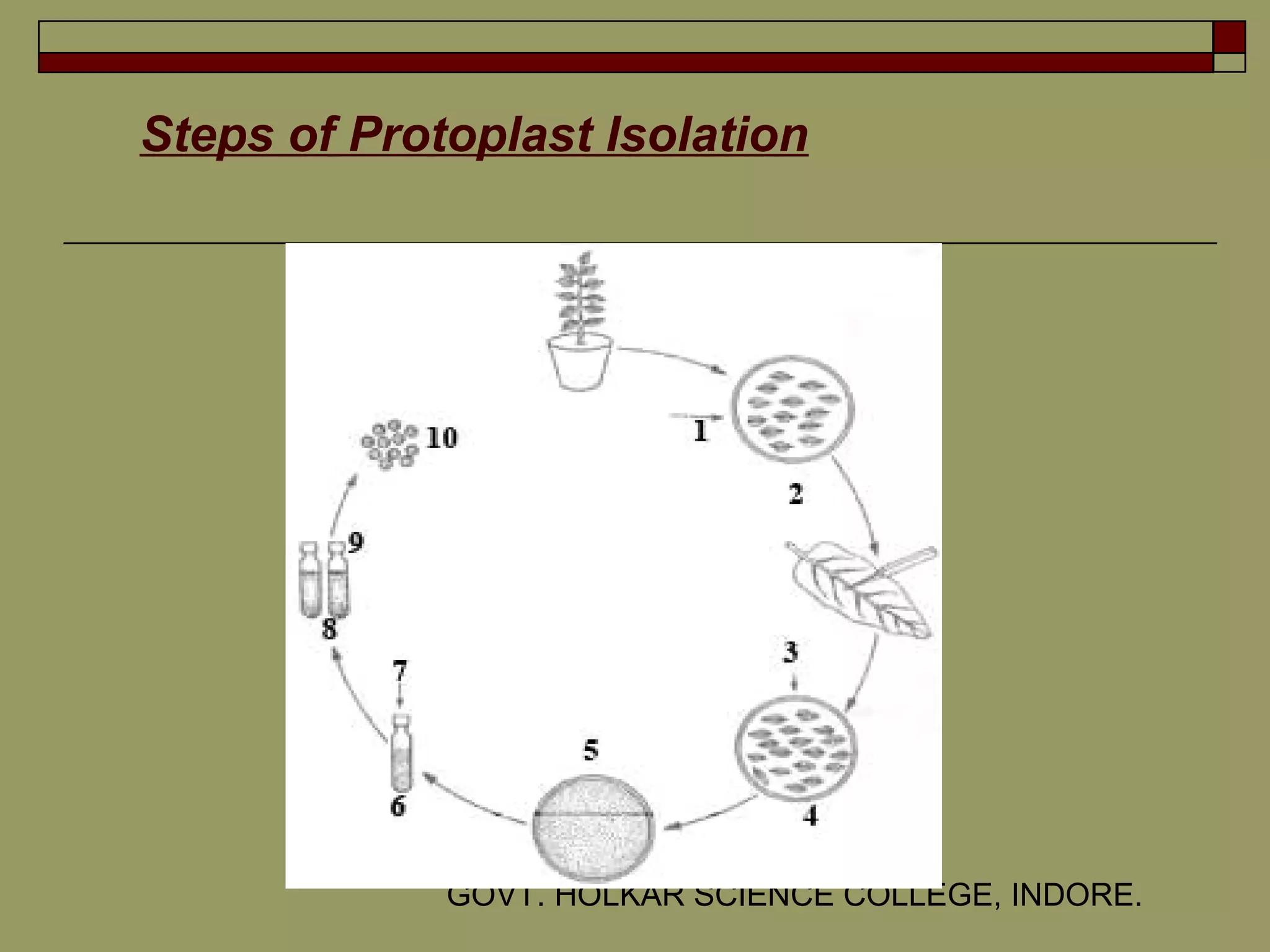 Protoplast isolation | PPT