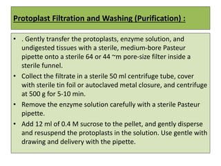 Protoplast Isolation and Culture.pptx
