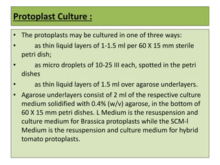 Protoplast Isolation and Culture.pptx