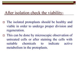 Protoplast isolation, culture and methods to check viability | PDF ...