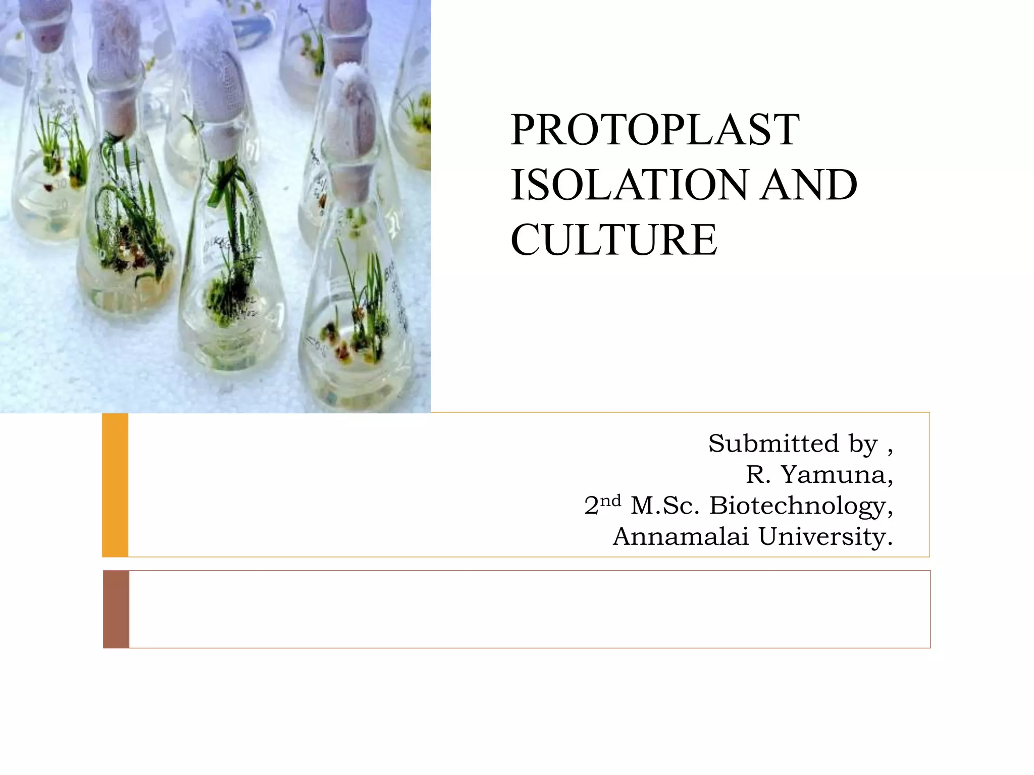 Protoplast isolation and culture (1) | PPTX