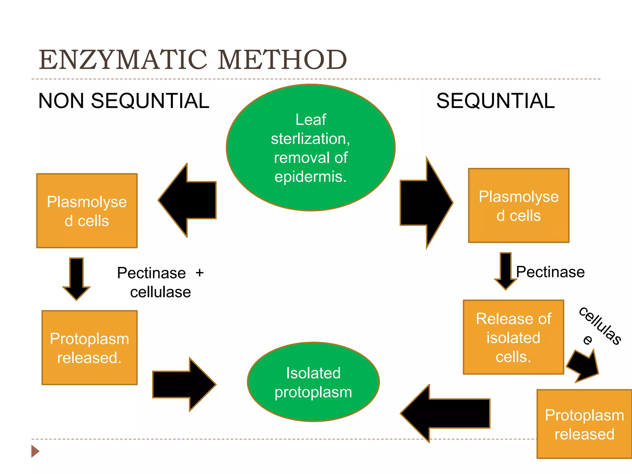 Protoplast isolation and culture (1) | PPTX