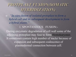 Protoplast isolation and fusion | PPTX