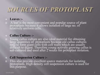 Protoplast isolation and fusion | PPTX