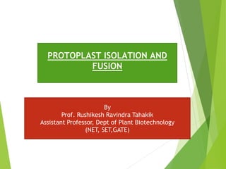 Protoplast Isolation And Fusion for crop improvement | PPT