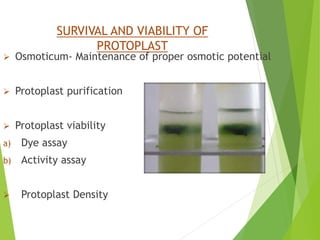 Protoplast Isolation And Fusion for crop improvement | PPT