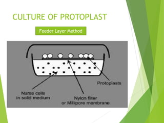 Protoplast Isolation And Fusion for crop improvement | PPT