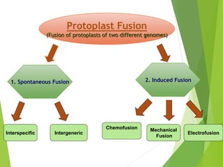 Protoplast Isolation And Fusion for crop improvement | PPT