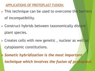 Protoplast Isolation And Fusion for crop improvement | PPT