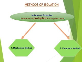 Protoplast Isolation And Fusion for crop improvement | PPT