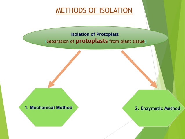 Protoplast Isolation And Fusion for crop improvement | PPT