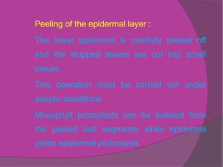 Protoplast isolation and immobiliz by Dr.U.Srinivasa | PPT
