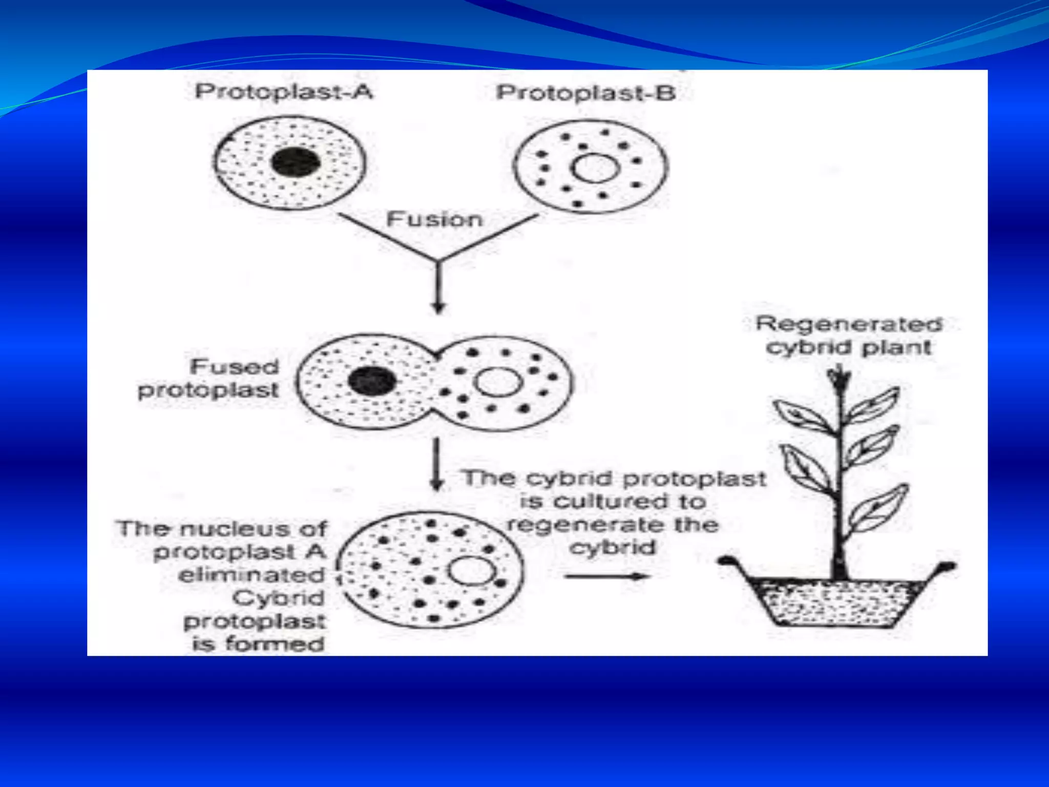 Protoplast Isolation Culture & Protoplast Fusion Technique SMG | PPTX