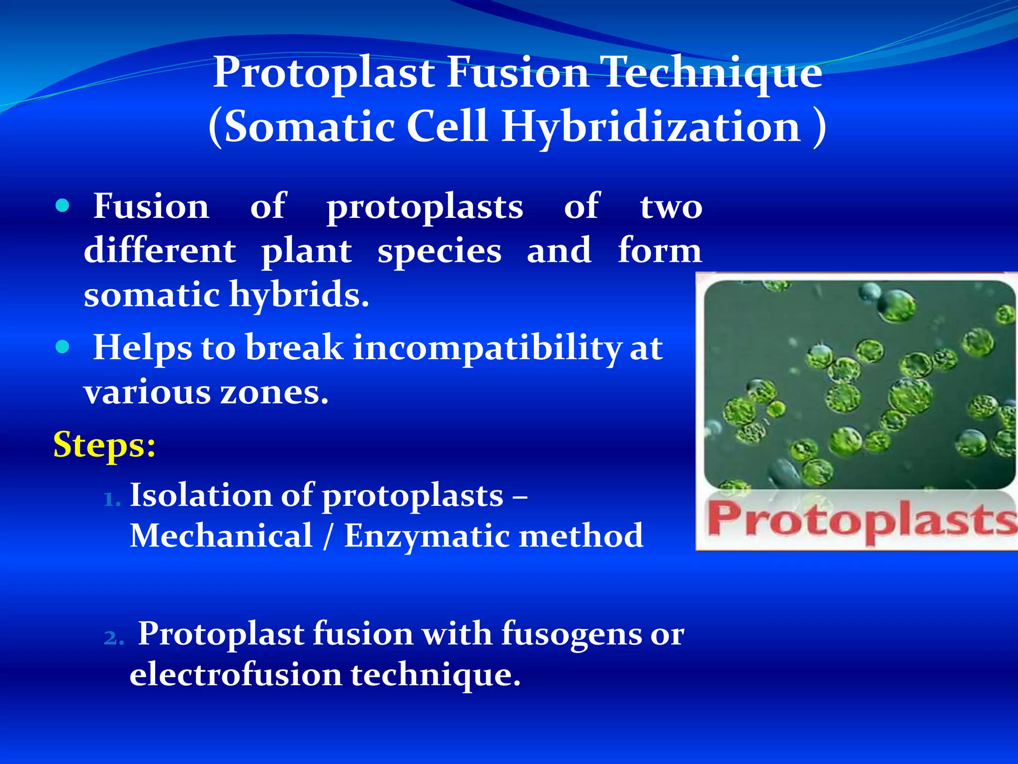 Protoplast Isolation Culture & Protoplast Fusion Technique SMG | PPTX