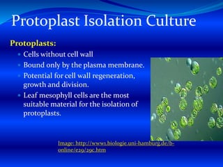 Protoplast Isolation Culture & Protoplast Fusion Technique SMG | PPTX