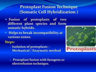 Protoplast Isolation Culture & Protoplast Fusion Technique SMG | PPTX
