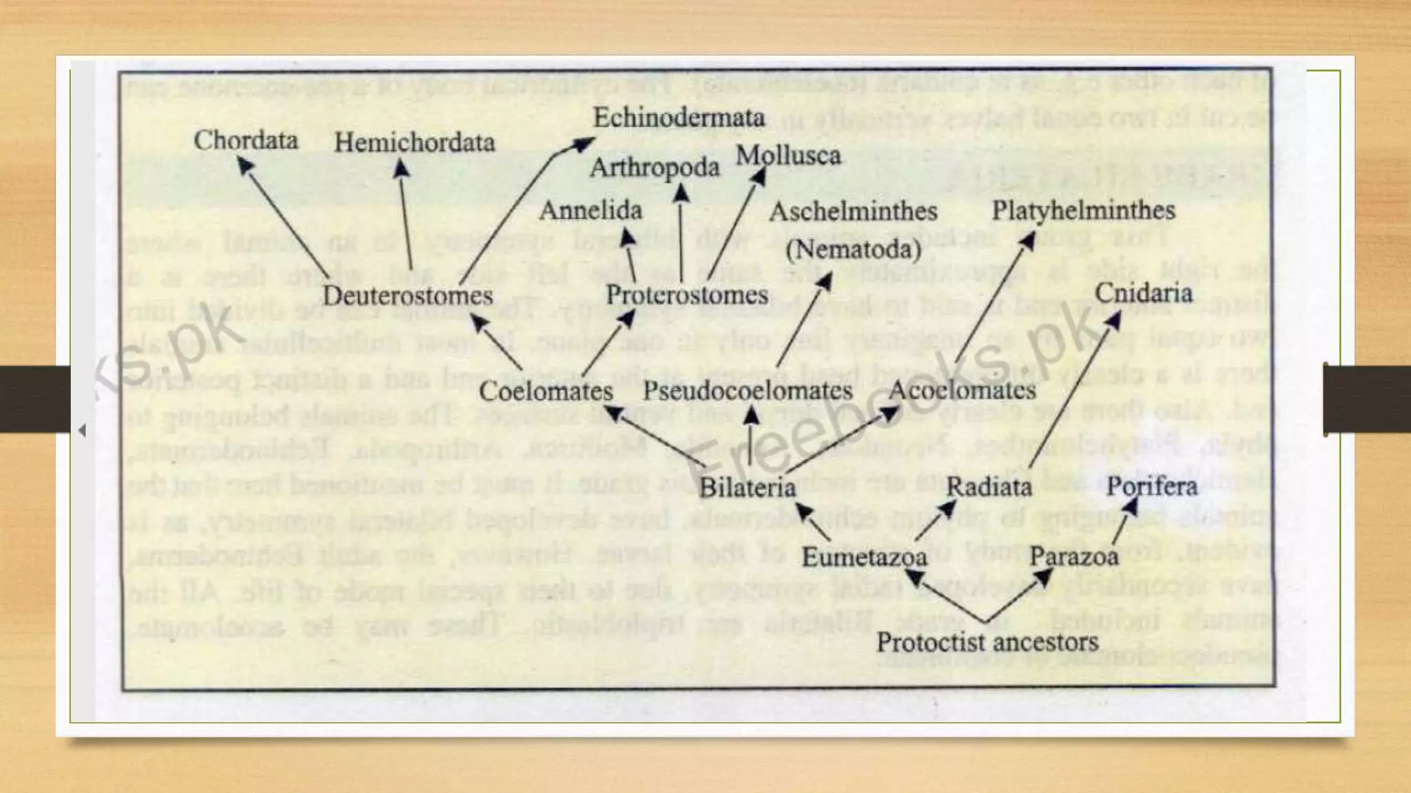 Protostomes and deuterostomes | PPTX
