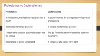 Protostomes and deuterostomes | PPTX