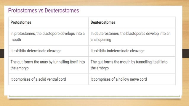 Protostomes and deuterostomes | PPTX | Biological Sciences | Science