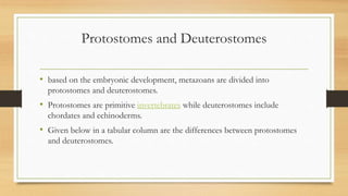 Protostome Versus Deuterostome