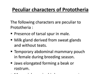 PROTOTHERIA.pptx
