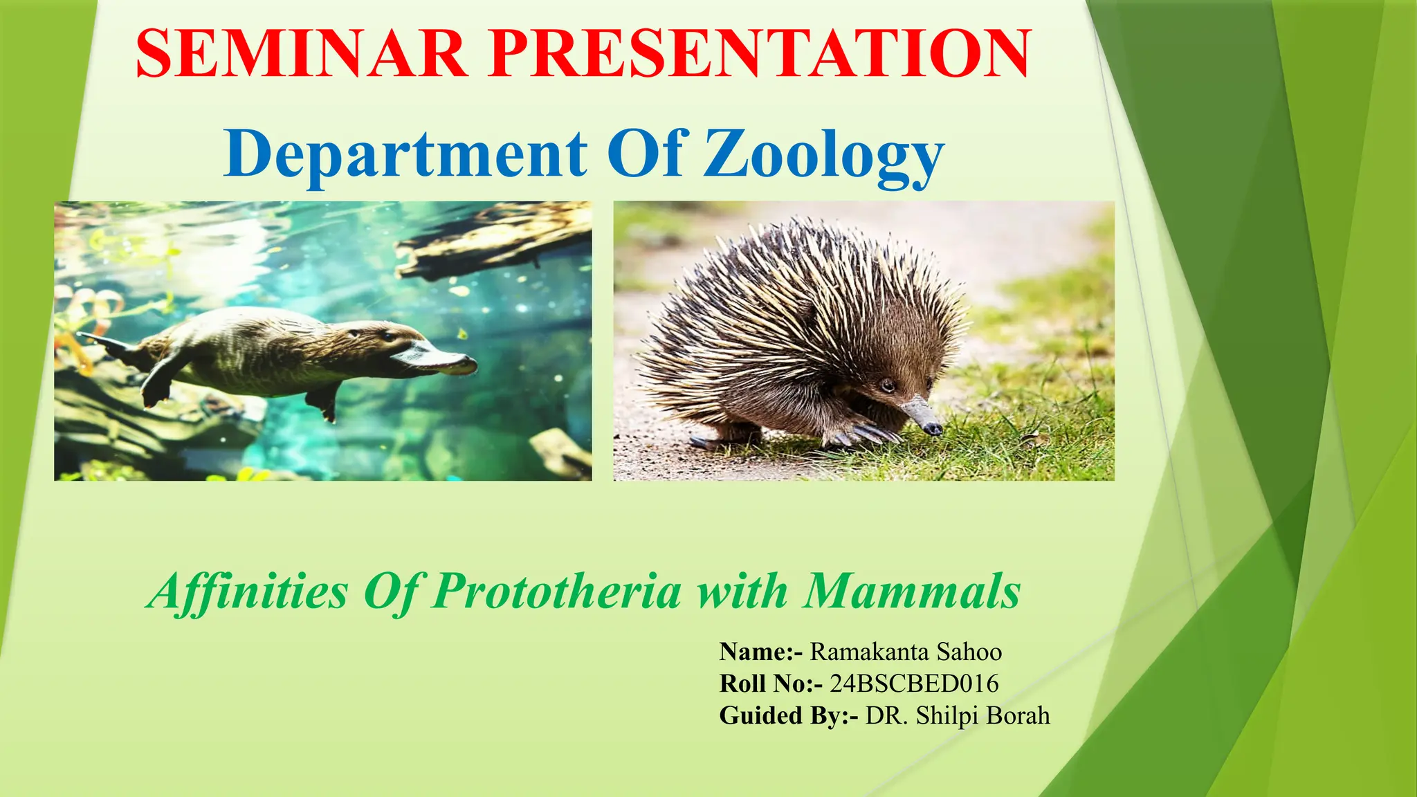 PROTOTHERIA AND AFFINITIES OF PROTOTHERIA | PPTX