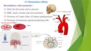 PROTOTHERIA AND AFFINITIES OF PROTOTHERIA | PPTX