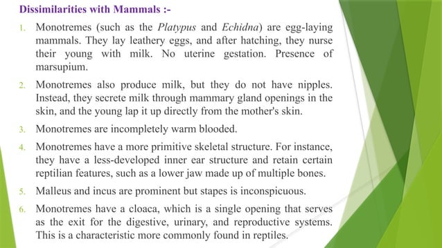 PROTOTHERIA AND AFFINITIES OF PROTOTHERIA | PPTX