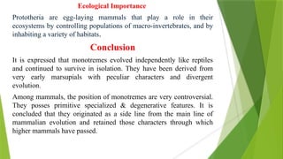 PROTOTHERIA AND AFFINITIES OF PROTOTHERIA | PPTX